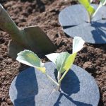 GROENTEN / KLEINFRUIT. – Domein Wolder